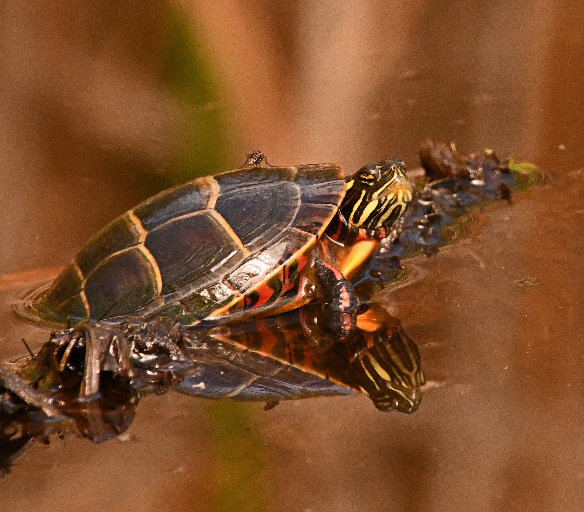 Journal — 5 Back Road۞ Photography
