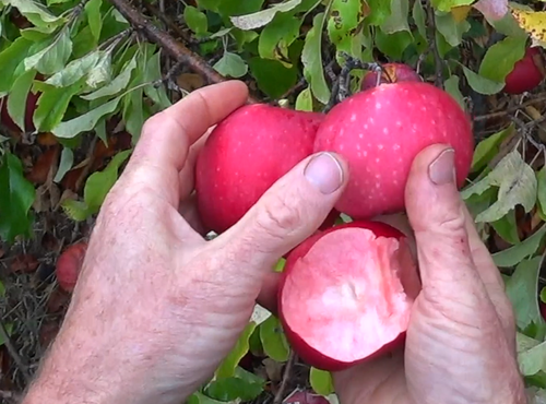 Introducing Pinker Lady 🍎 A New Pink Fleshed Apple — SkillCult