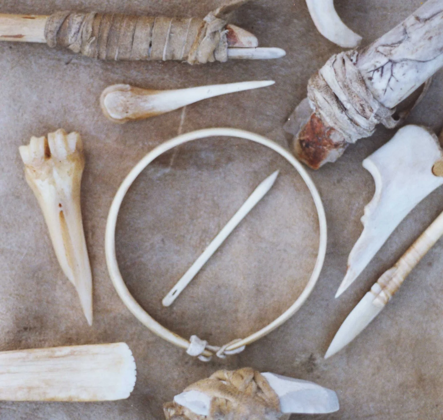 Animals — SkillCult