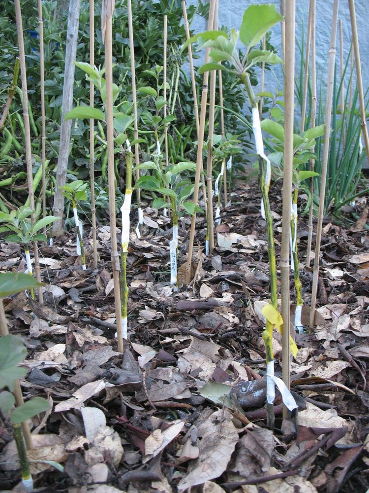Interstem Grafting of Apples: small trees, big roots — SkillCult