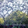 Pleaching Trees for Size control and Fruiting — SkillCult