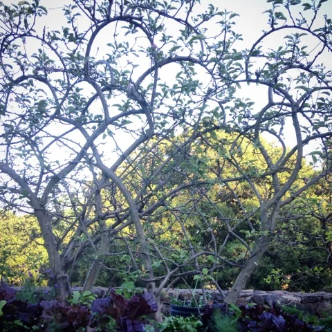 Pleaching Trees for Size control and Fruiting — SkillCult