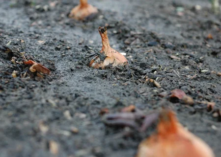 The Evils of Soil Crusting, Causes, Prevention and Rectification ...