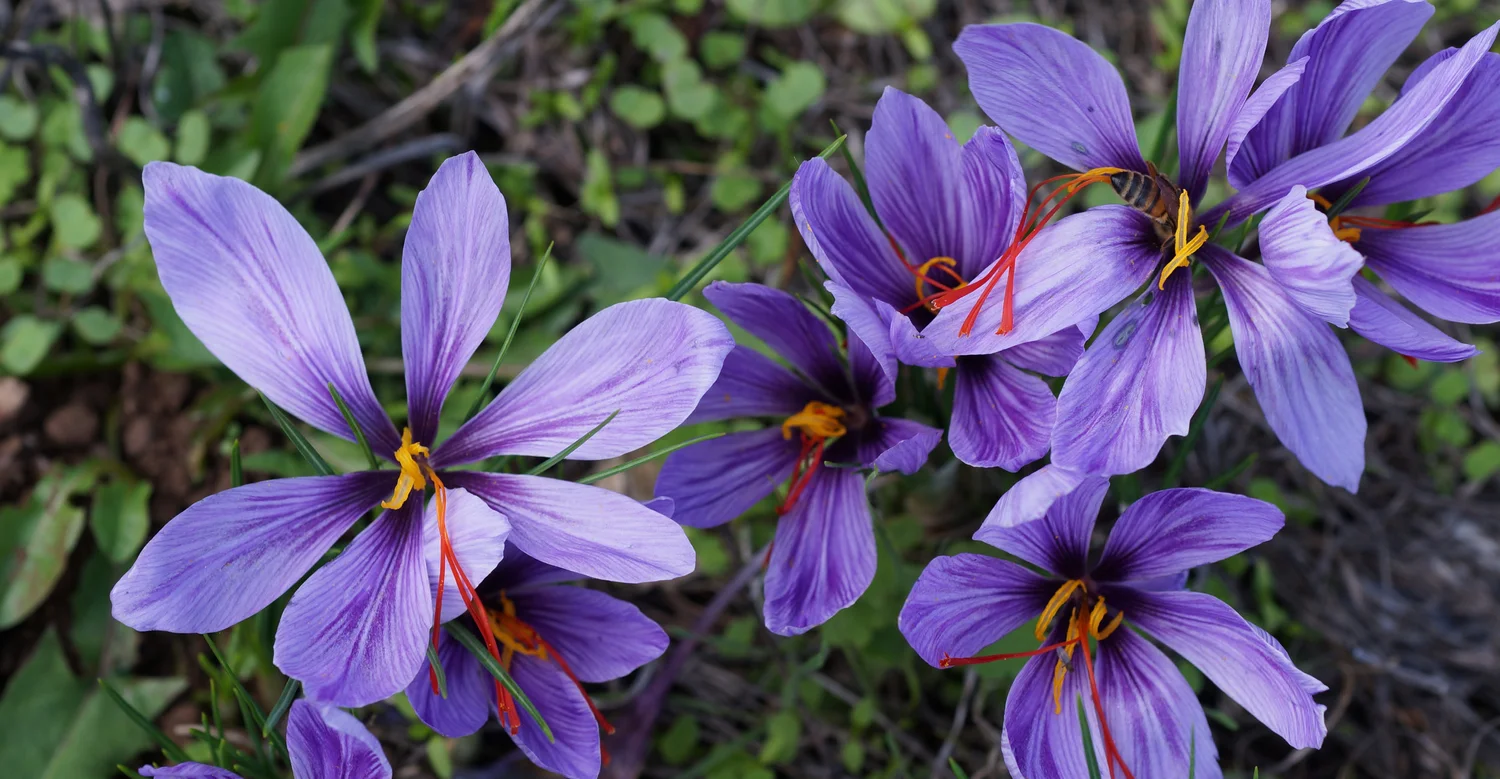Saffron, Growing the Most Expensive Spice at Home — SkillCult