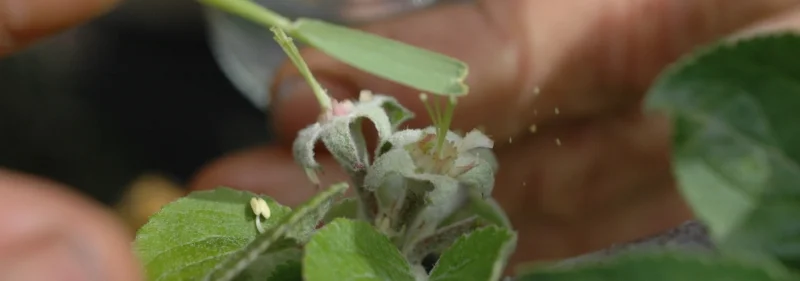 Apple Breeding, Promising Lines and Possibilities, What I'm Crossing ...