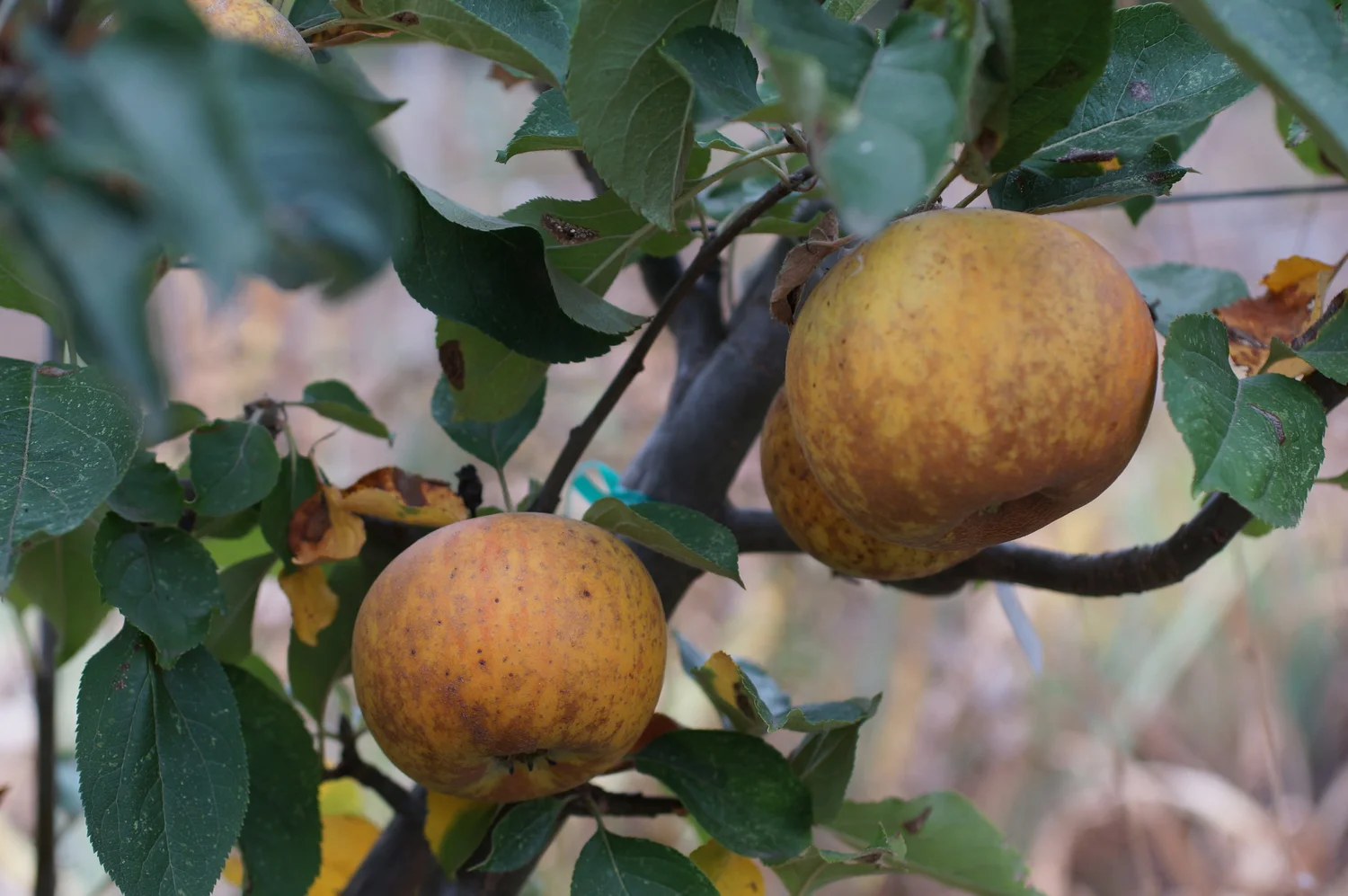 Apple Breeding, Promising Lines and Possibilities, What I'm Crossing ...