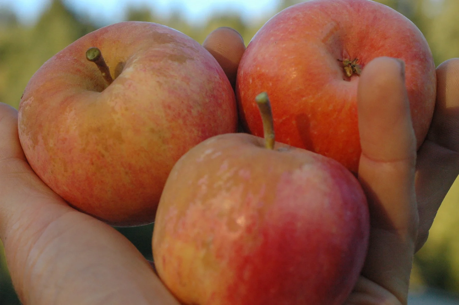 Apple Breeding, Promising Lines and Possibilities, What I'm Crossing ...