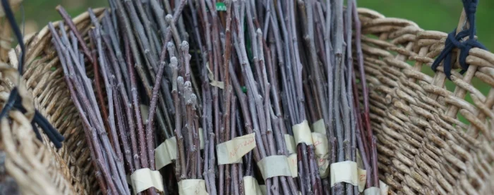 How to Find Fruit Wood Scions for Grafting, Scion Exchanges and People ...