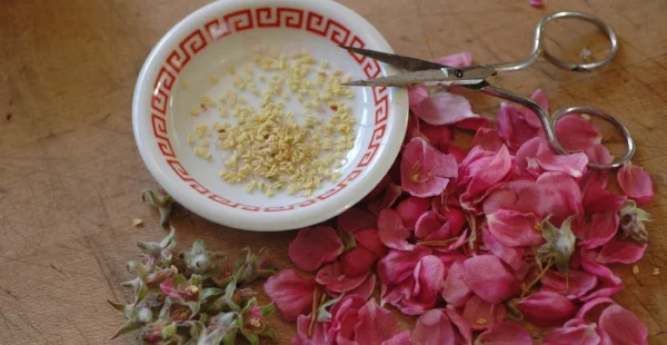 Apple Pollen Available for Breeding — SkillCult