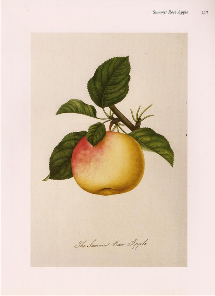 Earliest of the Early Summer Apples, 5 Varieties in July — SkillCult