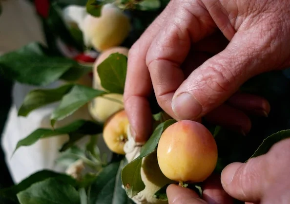 Earliest of the Early Summer Apples, 5 Varieties in July — SkillCult