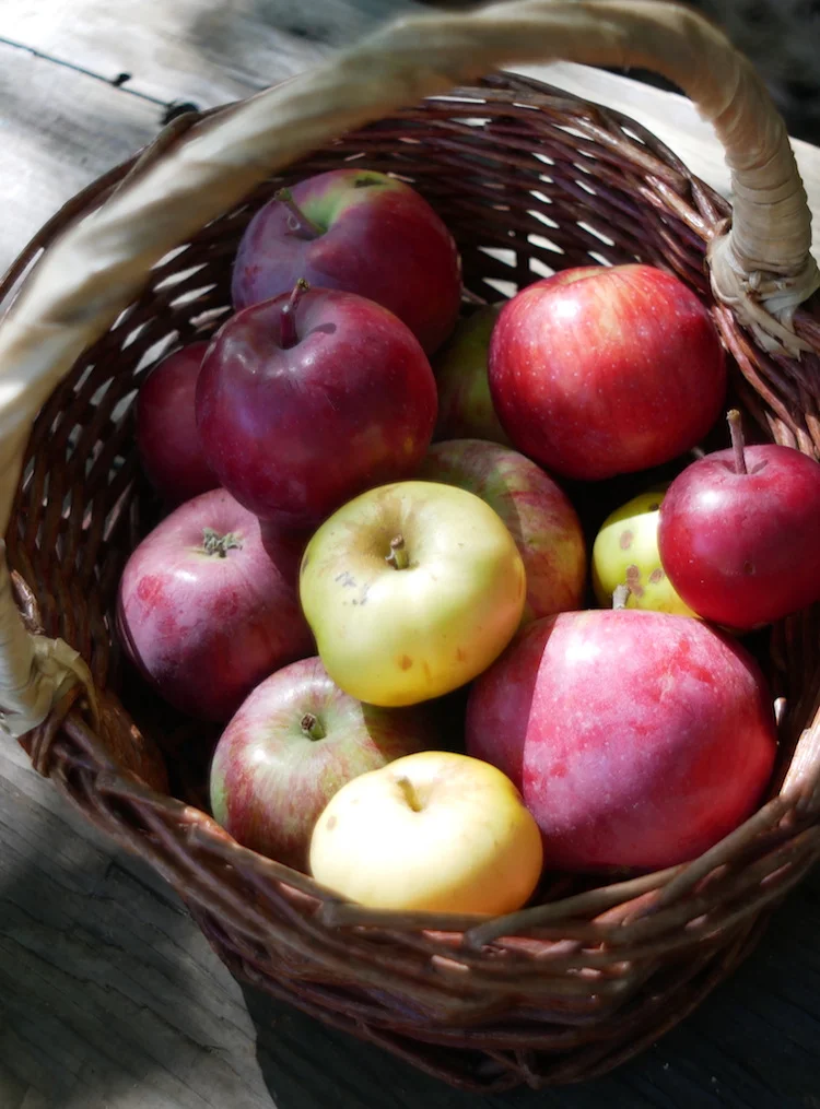 Earliest of the Early Summer Apples, 5 Varieties in July — SkillCult
