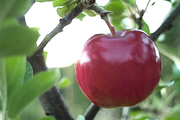 Earliest of the Early Summer Apples, 5 Varieties in July — SkillCult