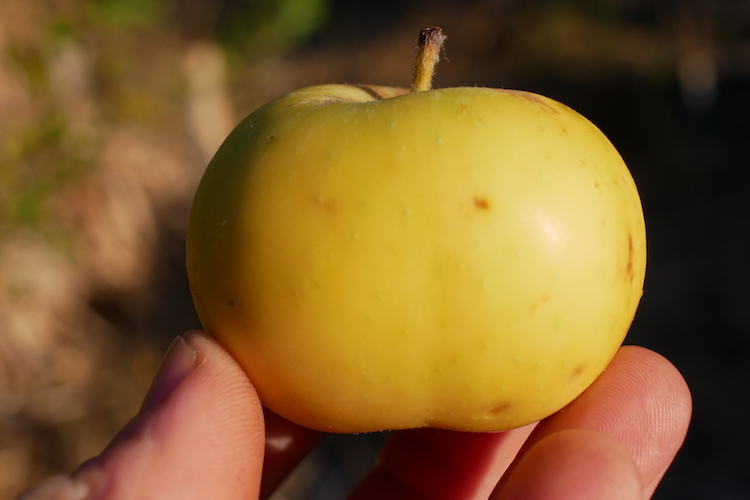 Earliest of the Early Summer Apples, 5 Varieties in July — SkillCult