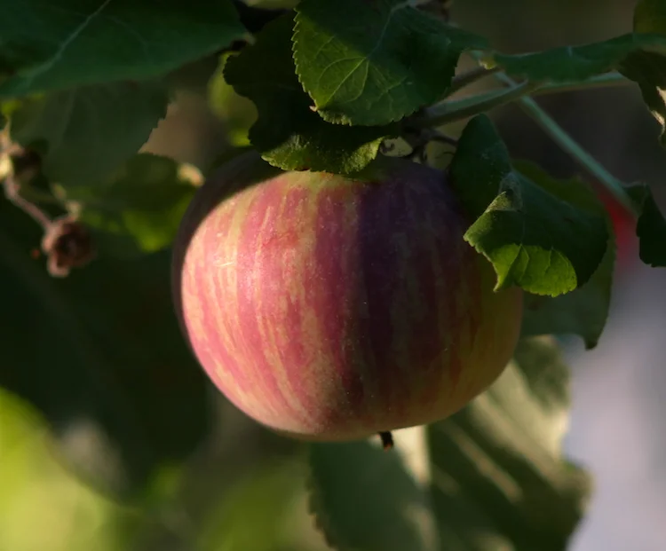 Earliest of the Early Summer Apples, 5 Varieties in July — SkillCult