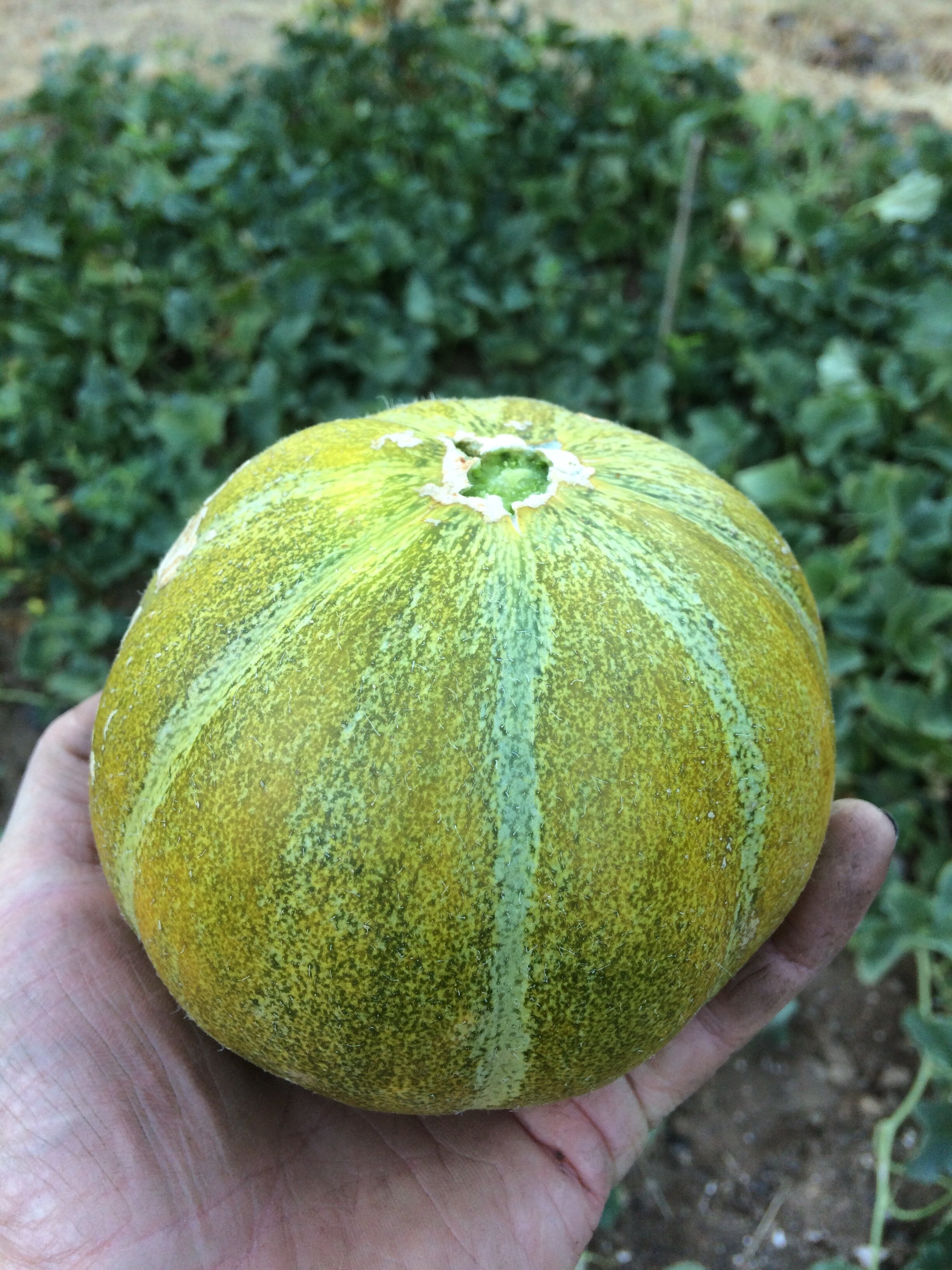 Supplies and Stuff — SkillCult