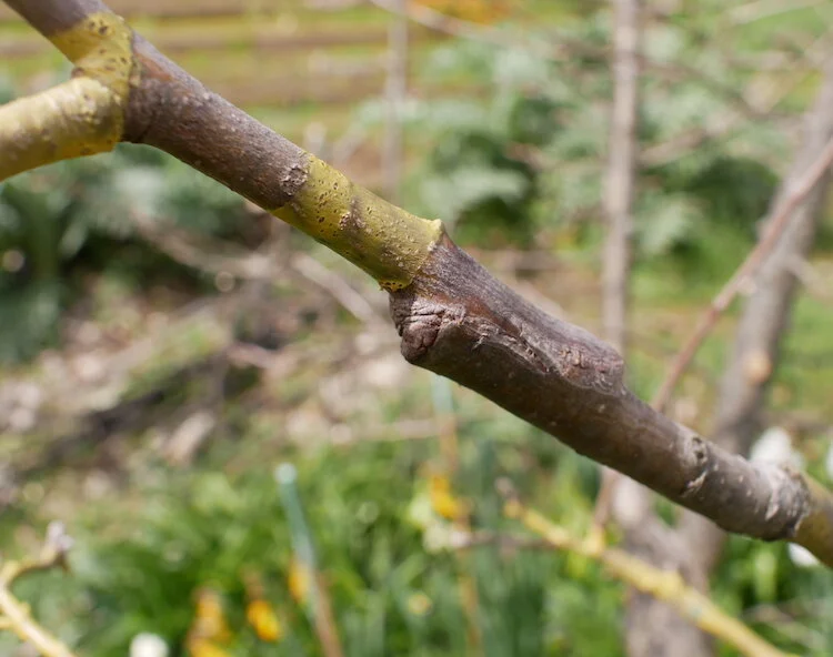 Grafting Skinny Scion Wood, Tips for Success — SkillCult