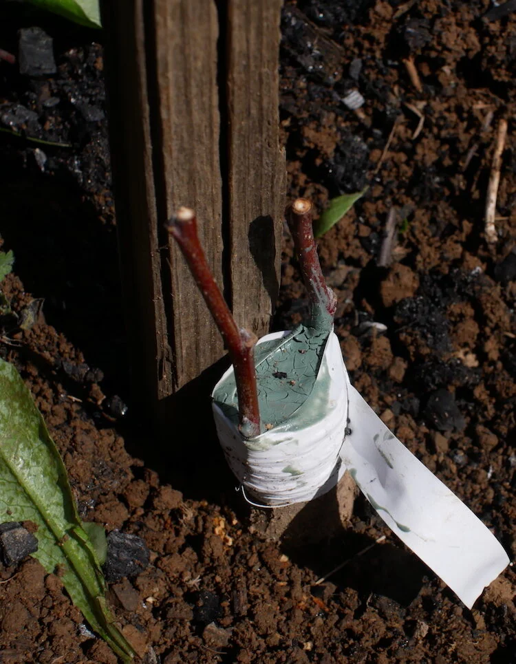 Grafting Skinny Scion Wood, Tips for Success — SkillCult