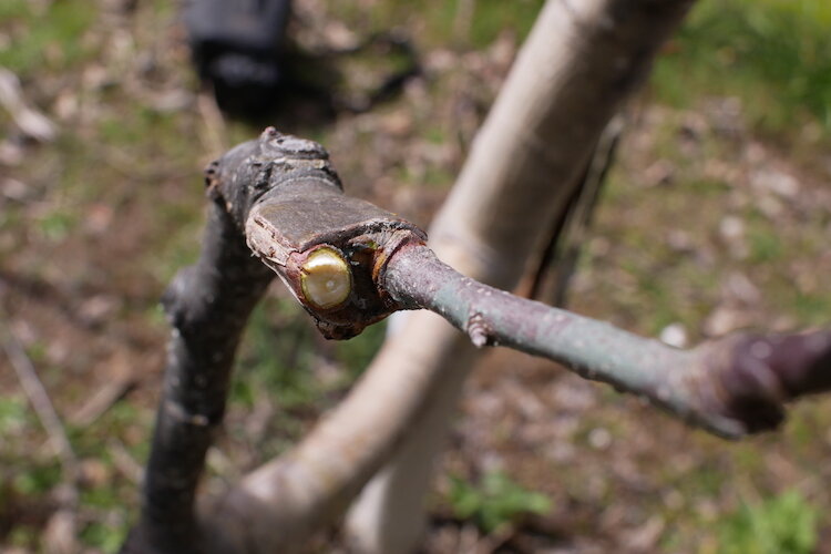 Grafting Skinny Scion Wood, Tips for Success — SkillCult