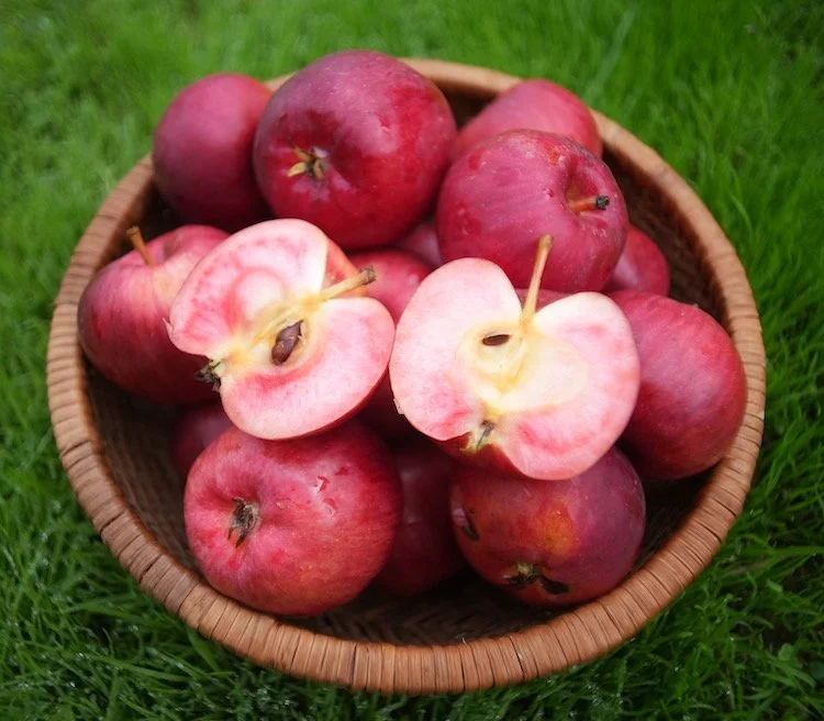 Apple Variety Descriptions — SkillCult