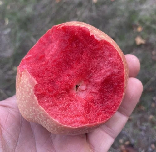 Apple Variety Descriptions — SkillCult