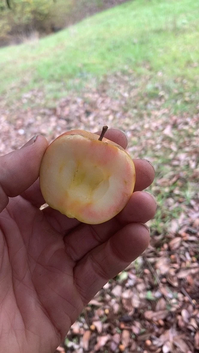 TOMBOY CRAB — SkillCult