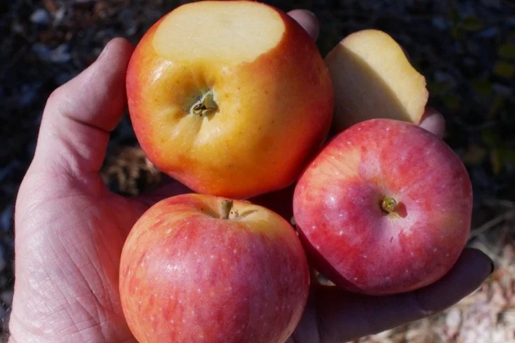Apple Variety Descriptions — SkillCult