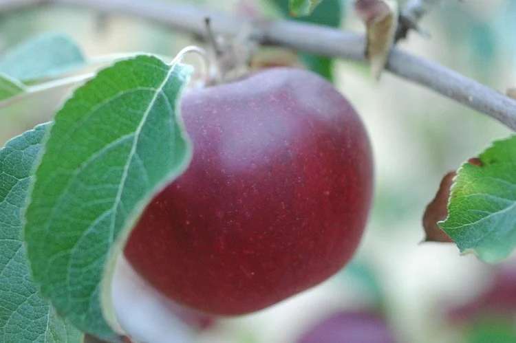 Apple Variety Descriptions — SkillCult