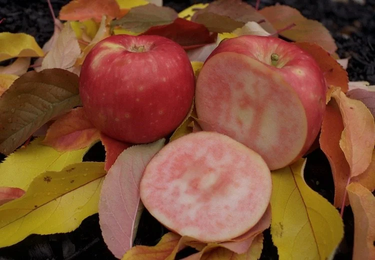 Red Fleshed Apple Breeding Project — SkillCult