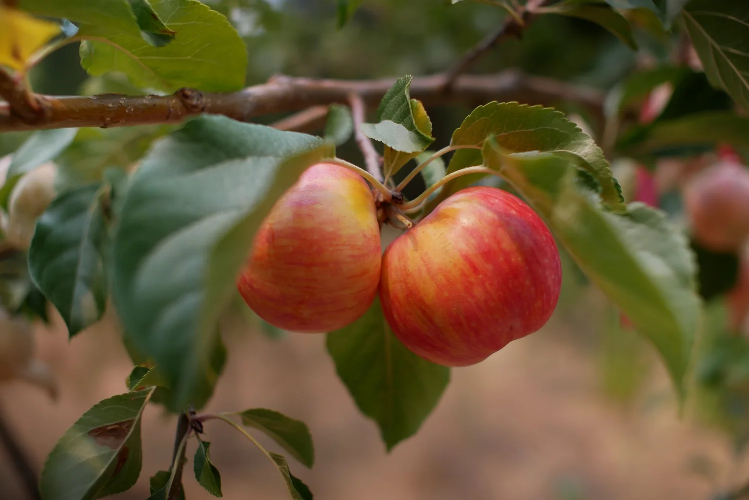 Savory Apple Breeding Project — SkillCult