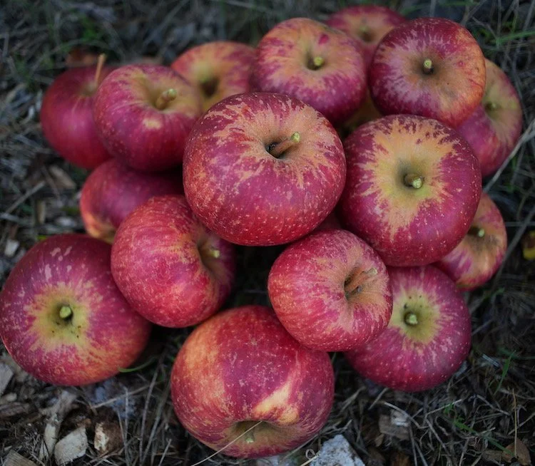 Apple Variety Descriptions — SkillCult