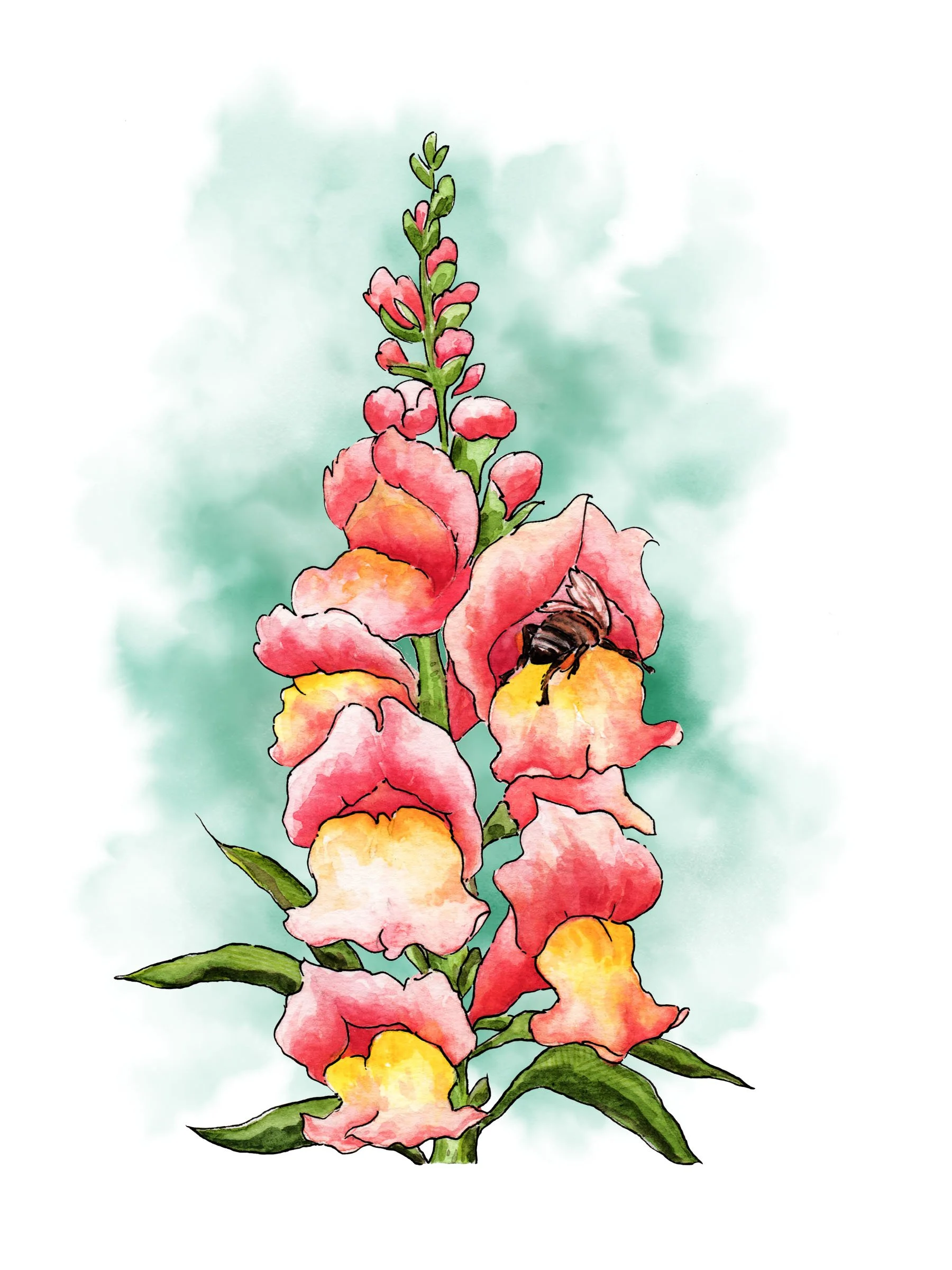Snapdragon Flower Painting