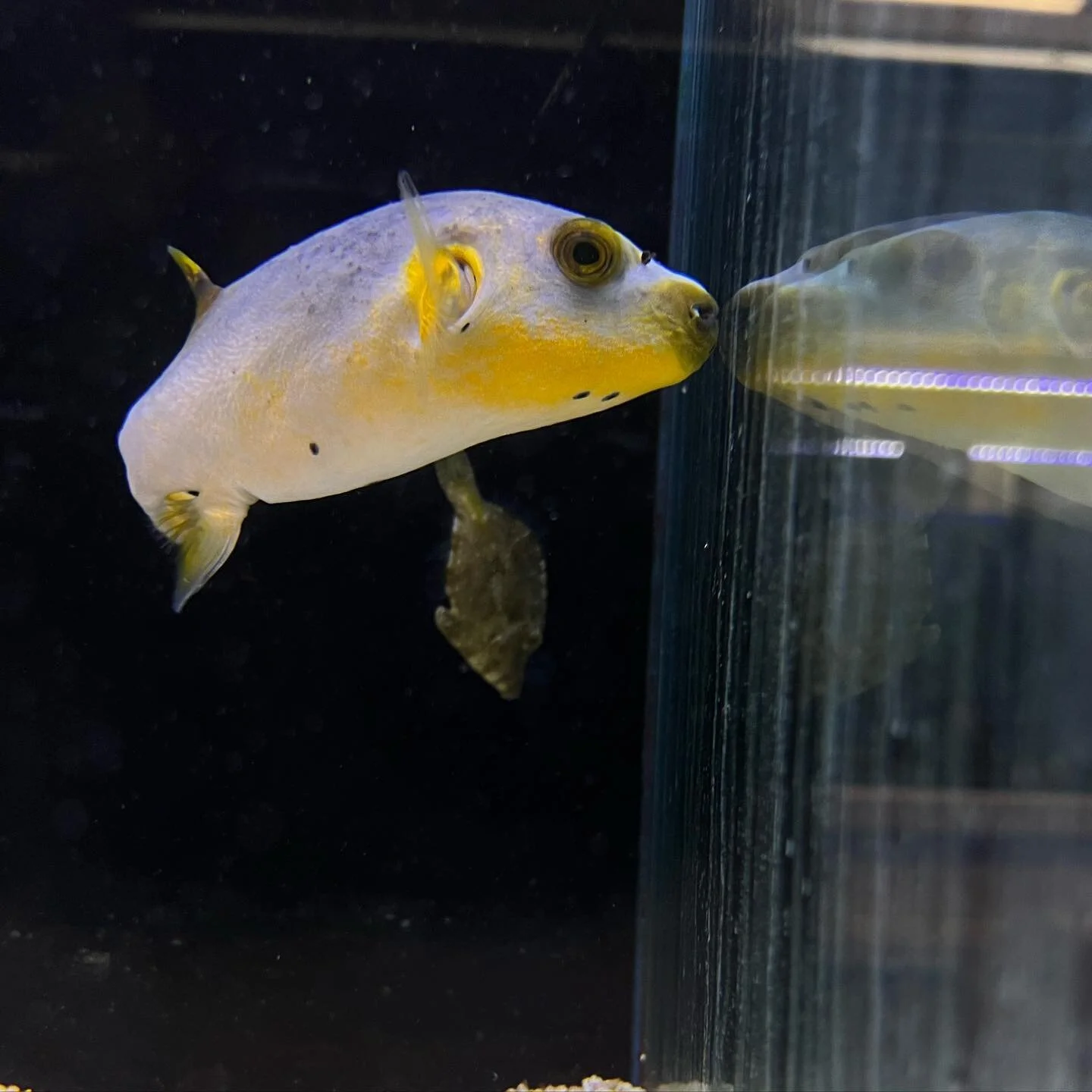 Southern Aquatics YOUR local fish store