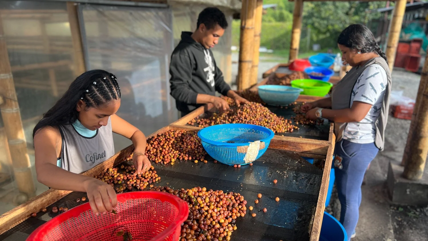 Specialty Coffee Blends and Single Origins — Mule Coffee Roasters