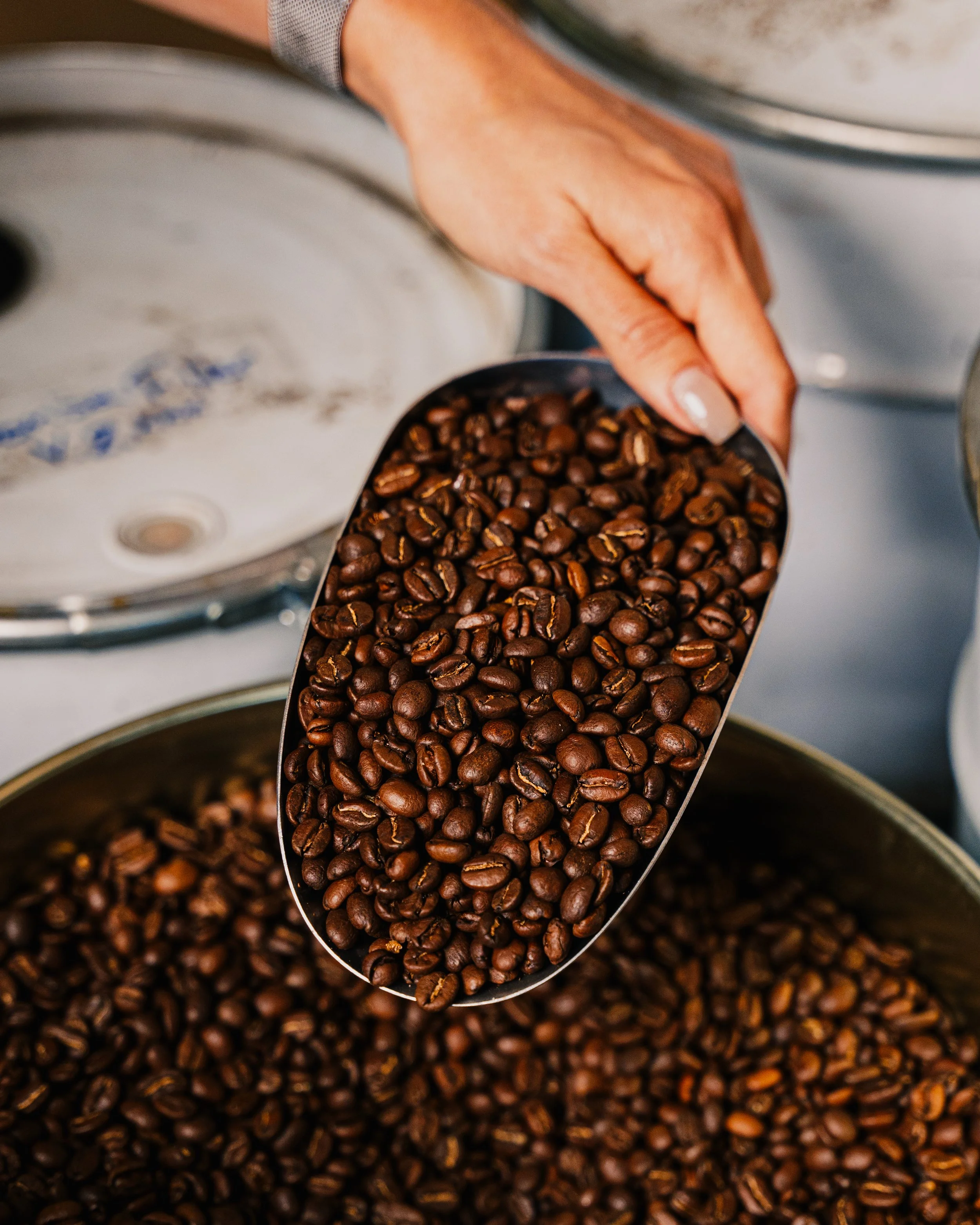 Single Origin Coffee Balboa — Mule Coffee Roasters