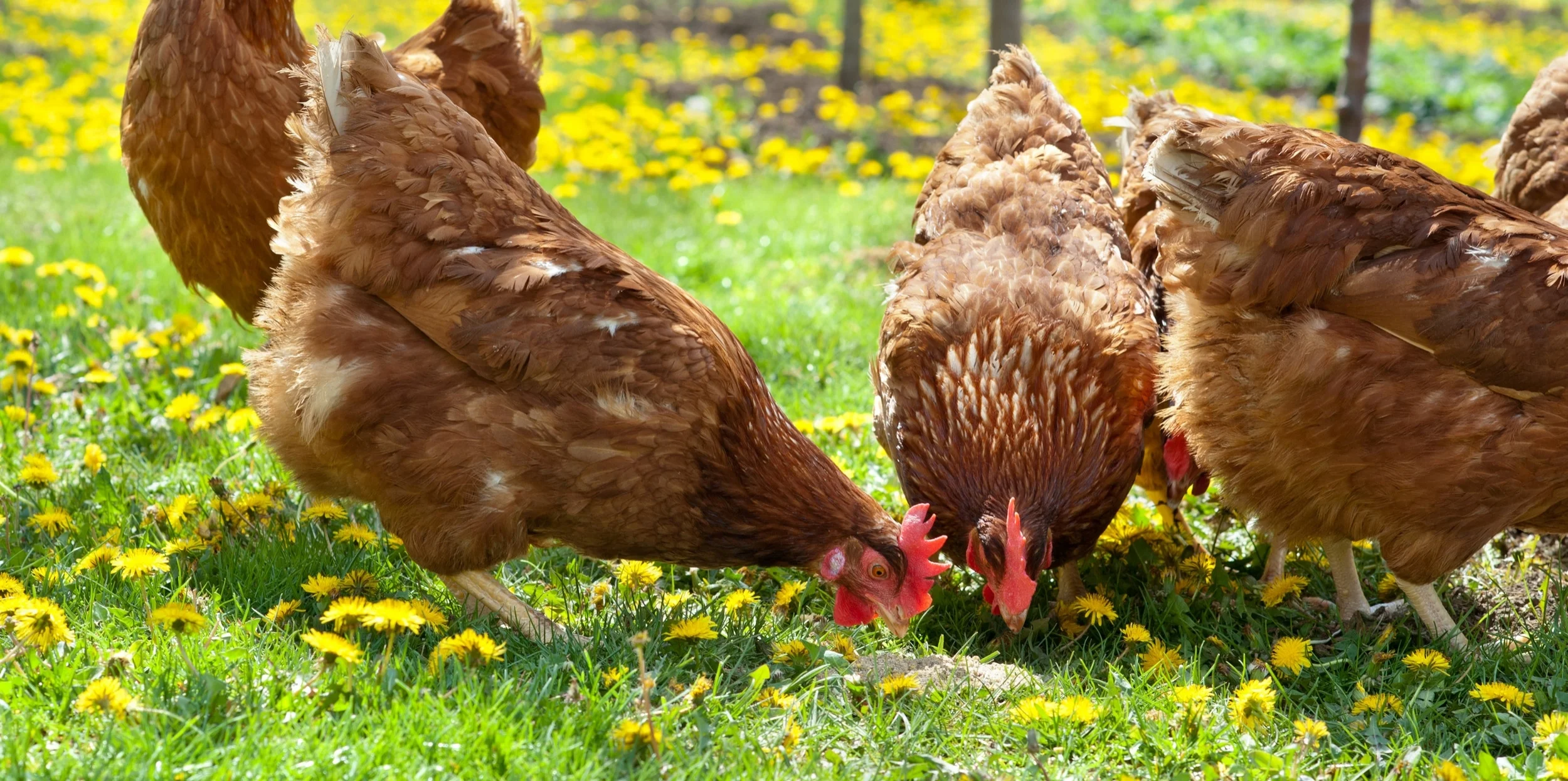 Farm Fresh Products Connecticut Chickens, Connecticut Eggs ...