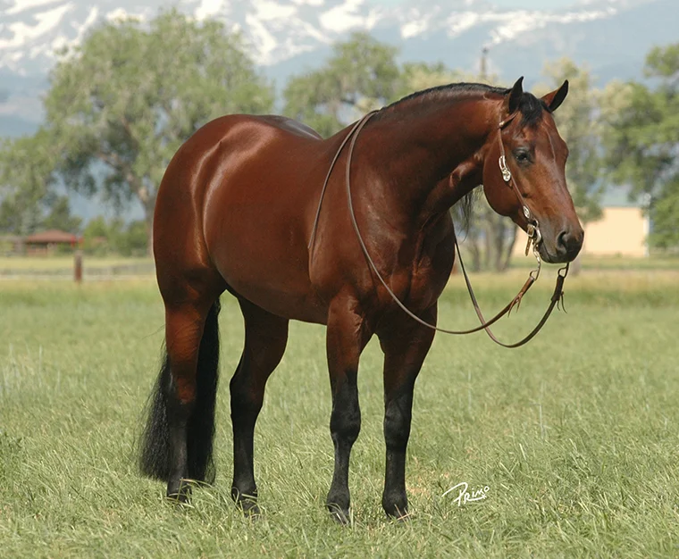 Quarter Horse Stallion Bay