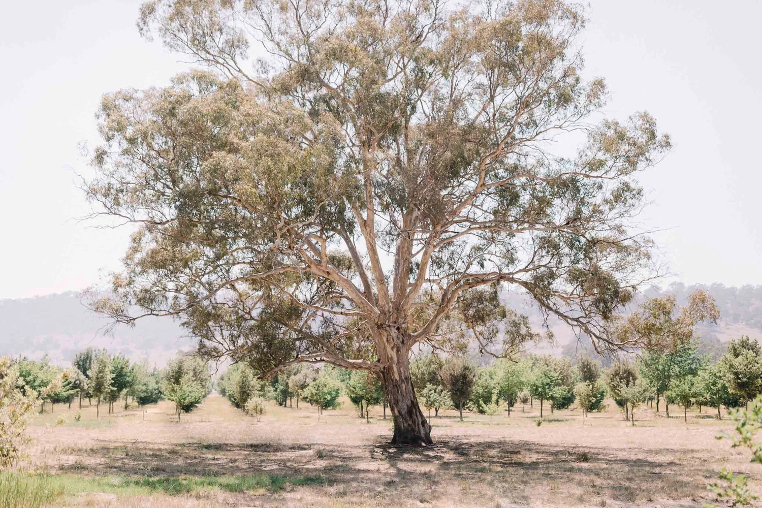 The Truffle Farm — Canberra Small Weddings