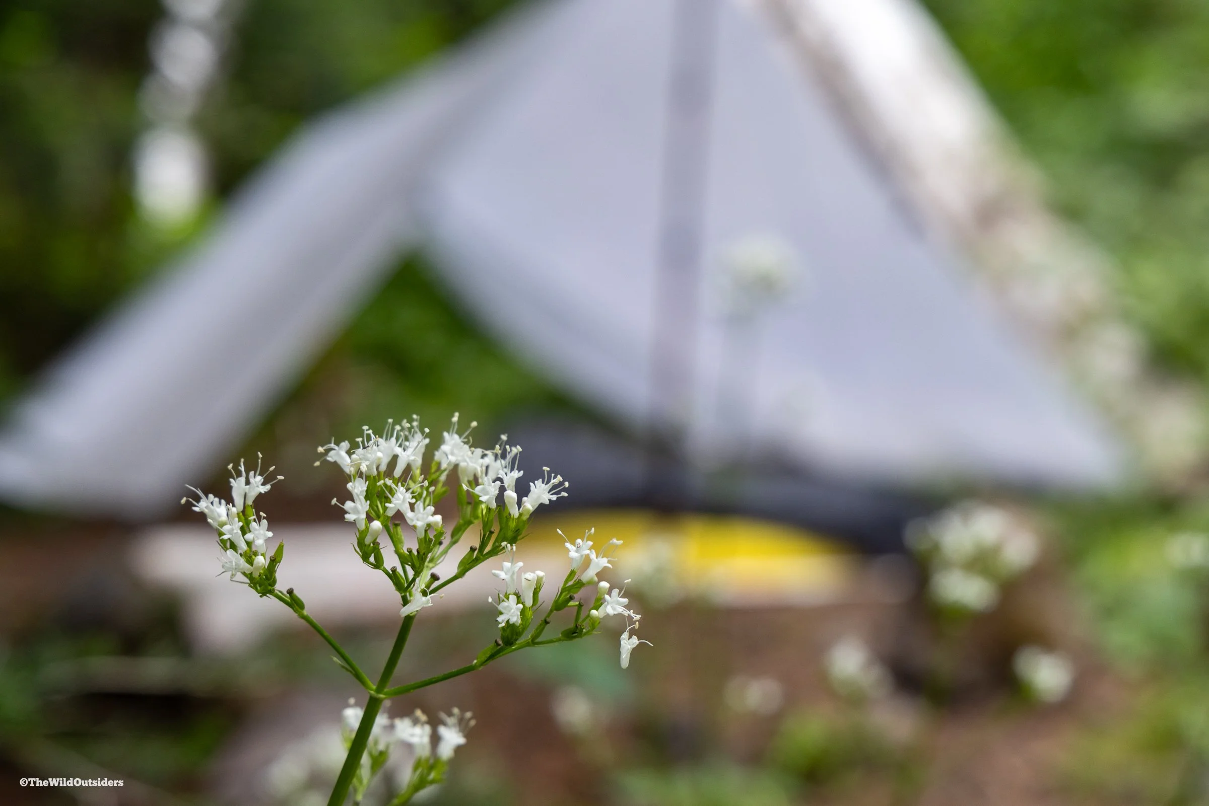 Climbing Mount Constance — The Wild Outsiders