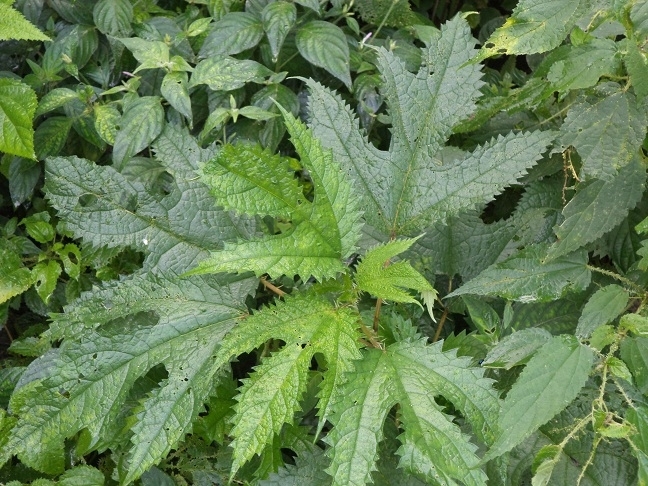 Himalayan Wild Fibers