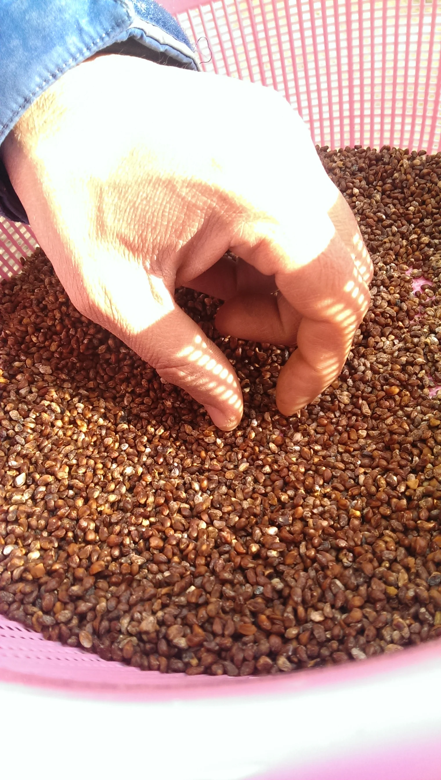 A Collaborative Approach to Addressing Seed Challenges in Lebanon ...