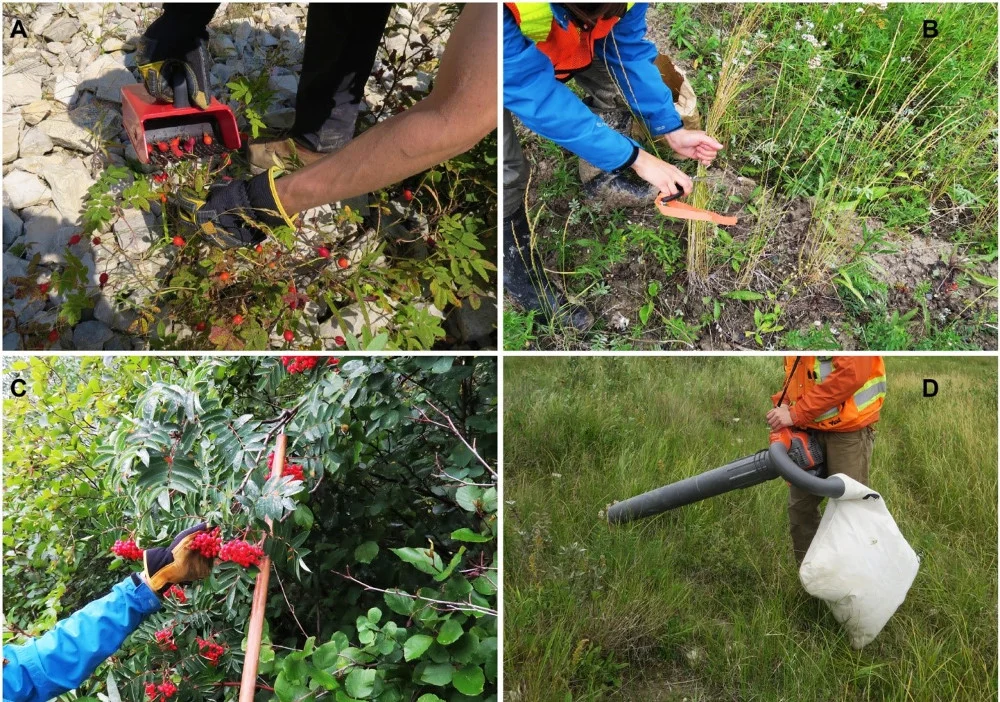 Collecting Native Seed in Subarctic Ontario, Canada — INTERNATIONAL ...