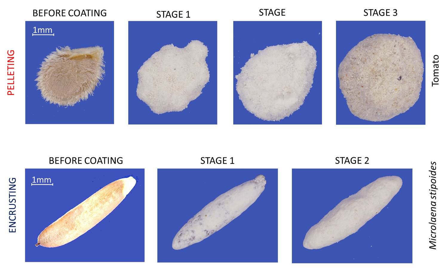 How to pellet seeds — INTERNATIONAL NETWORK FOR SEED-BASED RESTORATION