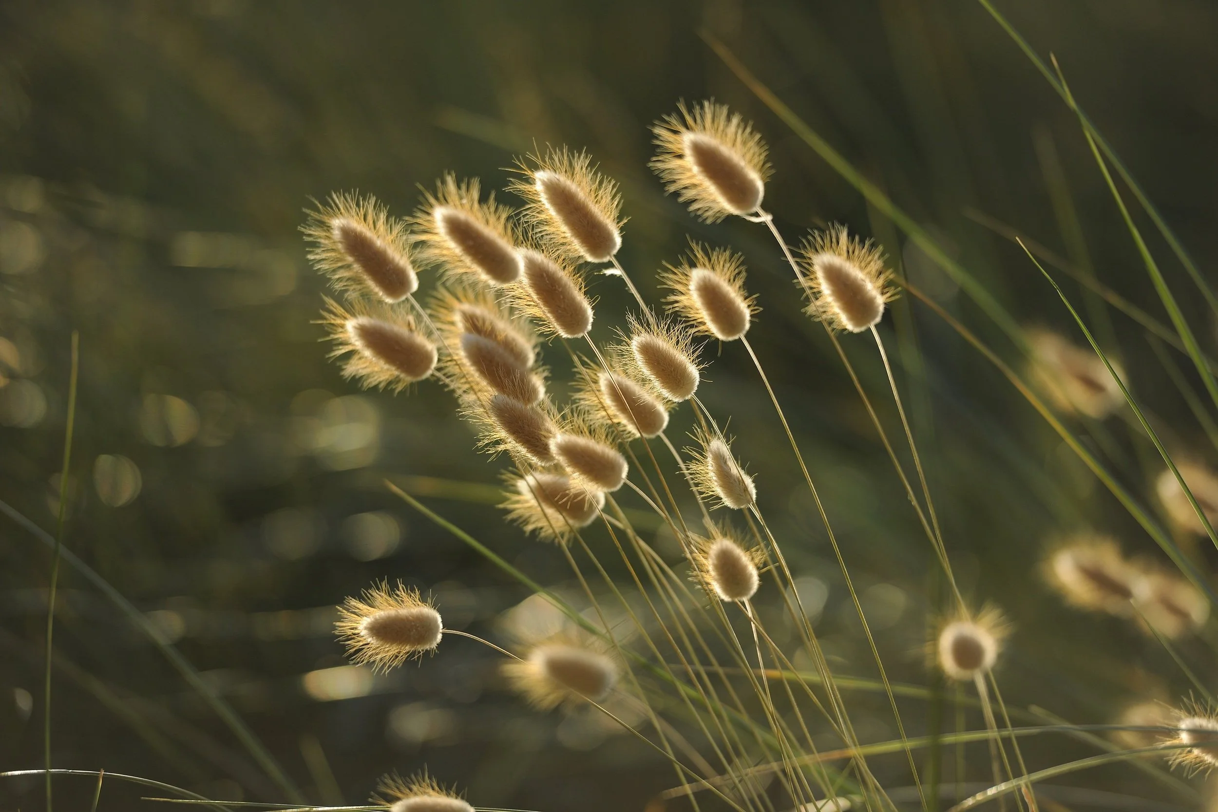 INTERNATIONAL NETWORK FOR SEED-BASED RESTORATION