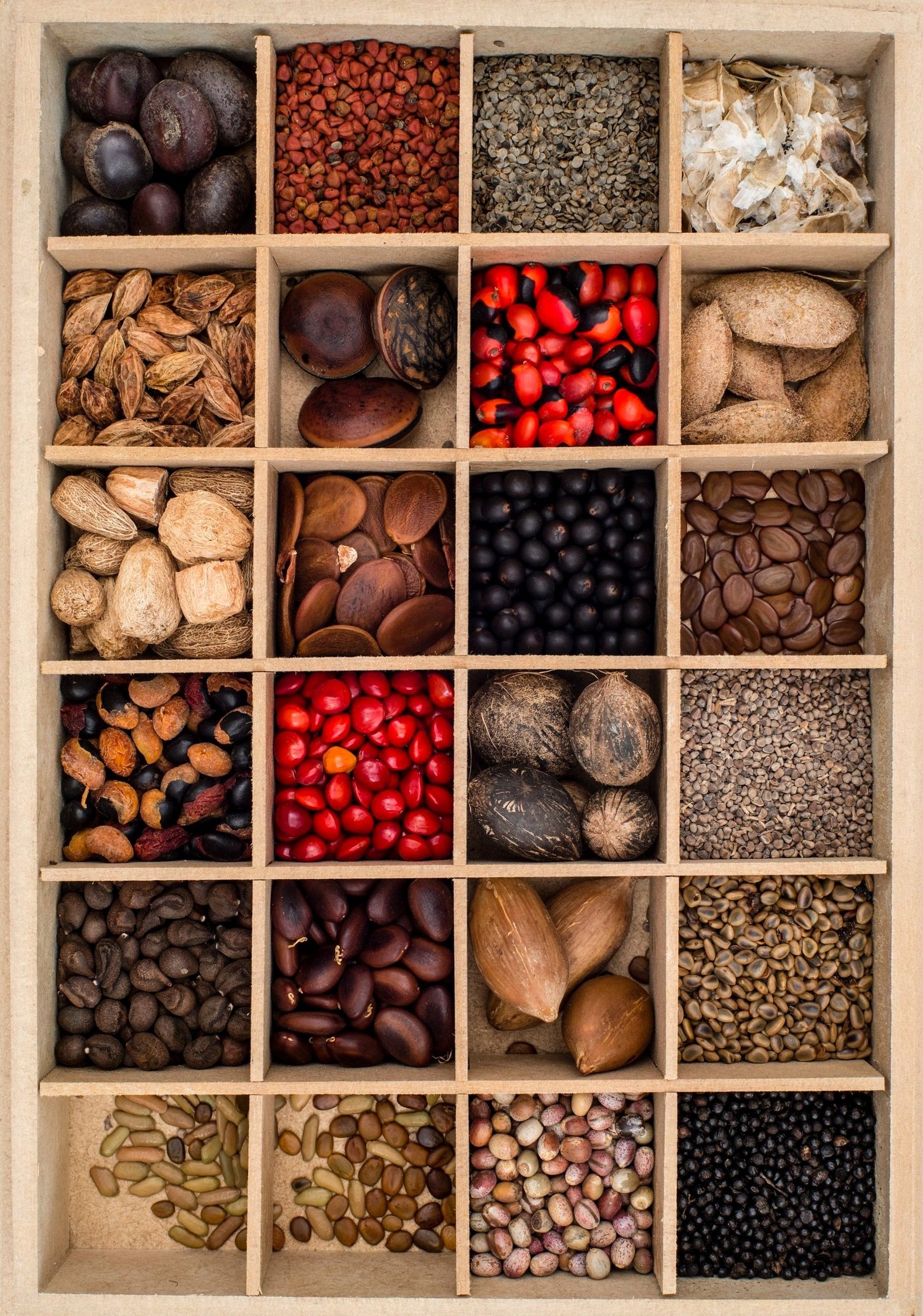 Seed Information Database — INTERNATIONAL NETWORK FOR SEED-BASED ...