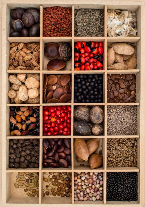 Seed Information Database — INTERNATIONAL NETWORK FOR SEED-BASED ...