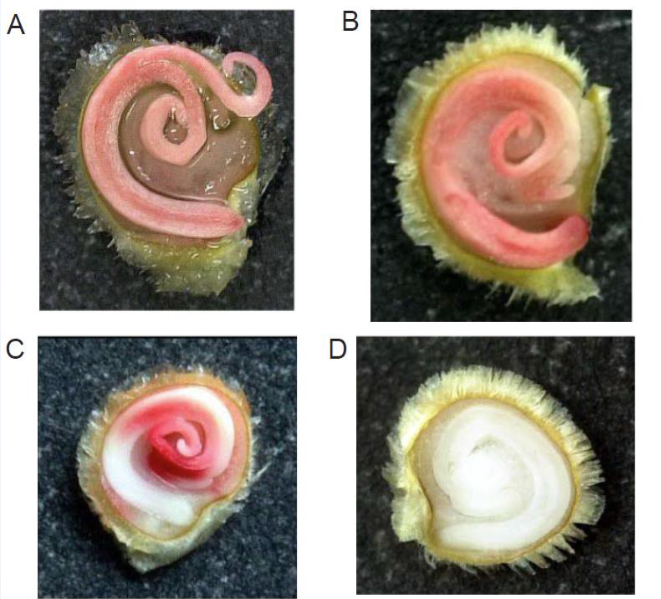 Understanding the Tetrazolium Test in Seed Analysis — INTERNATIONAL ...