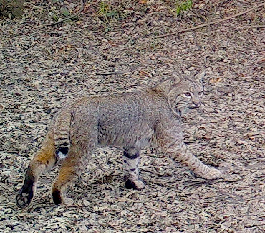 Who's Scat is That? — Coyote Now
