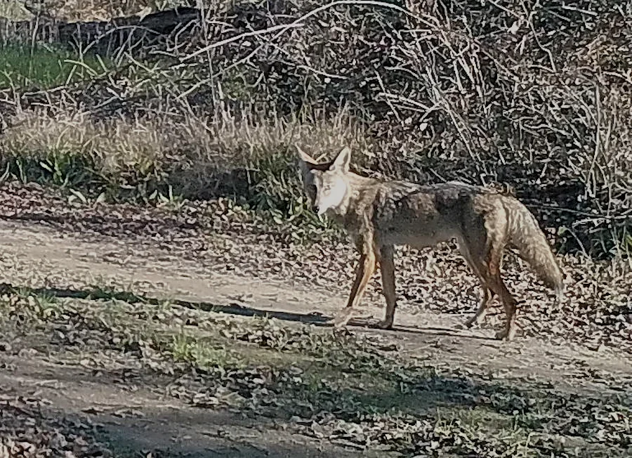 Who's Scat is That? — Coyote Now