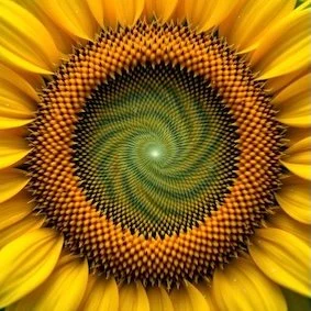 Cycles, spirals and the recursive dance of inquiry. — KATH MURDOCH